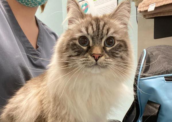 Solomons Veterinary Medical Center | Solomons veterinary hospital